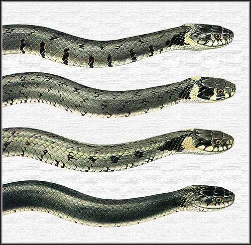 Altopascio, rinvenuta biscia in un water – Altopascio.info